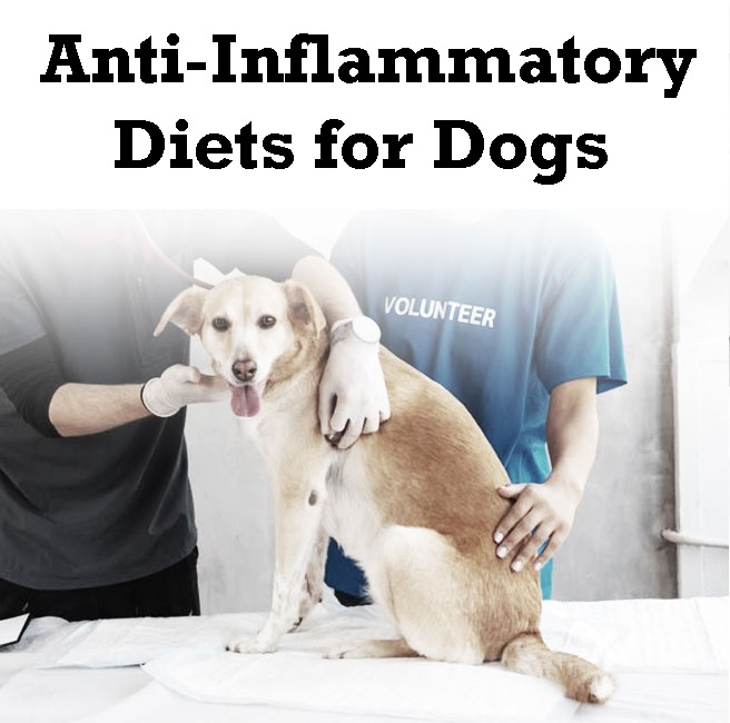 Anti Inflammatory Diets for Dogs | NatrixOne